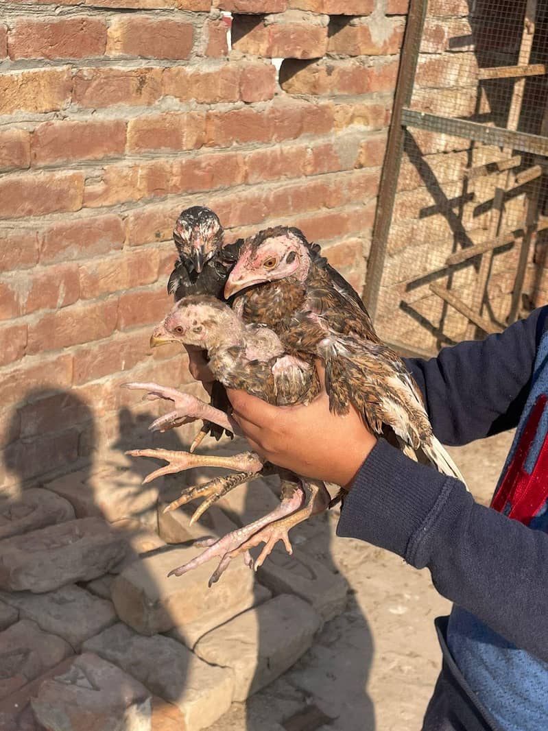 aseel breed - Hens - 1110353410