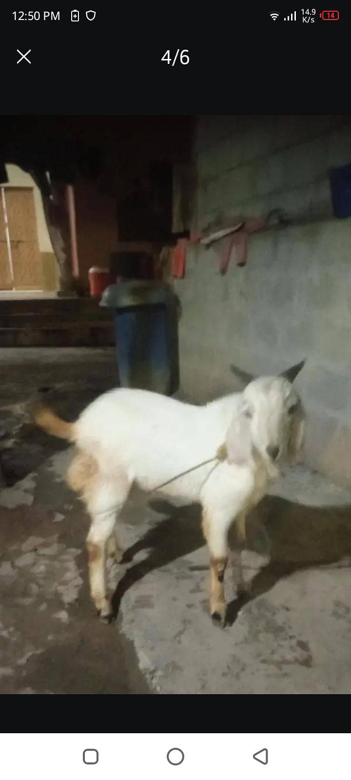 Male and Female - Goats - 1110071951