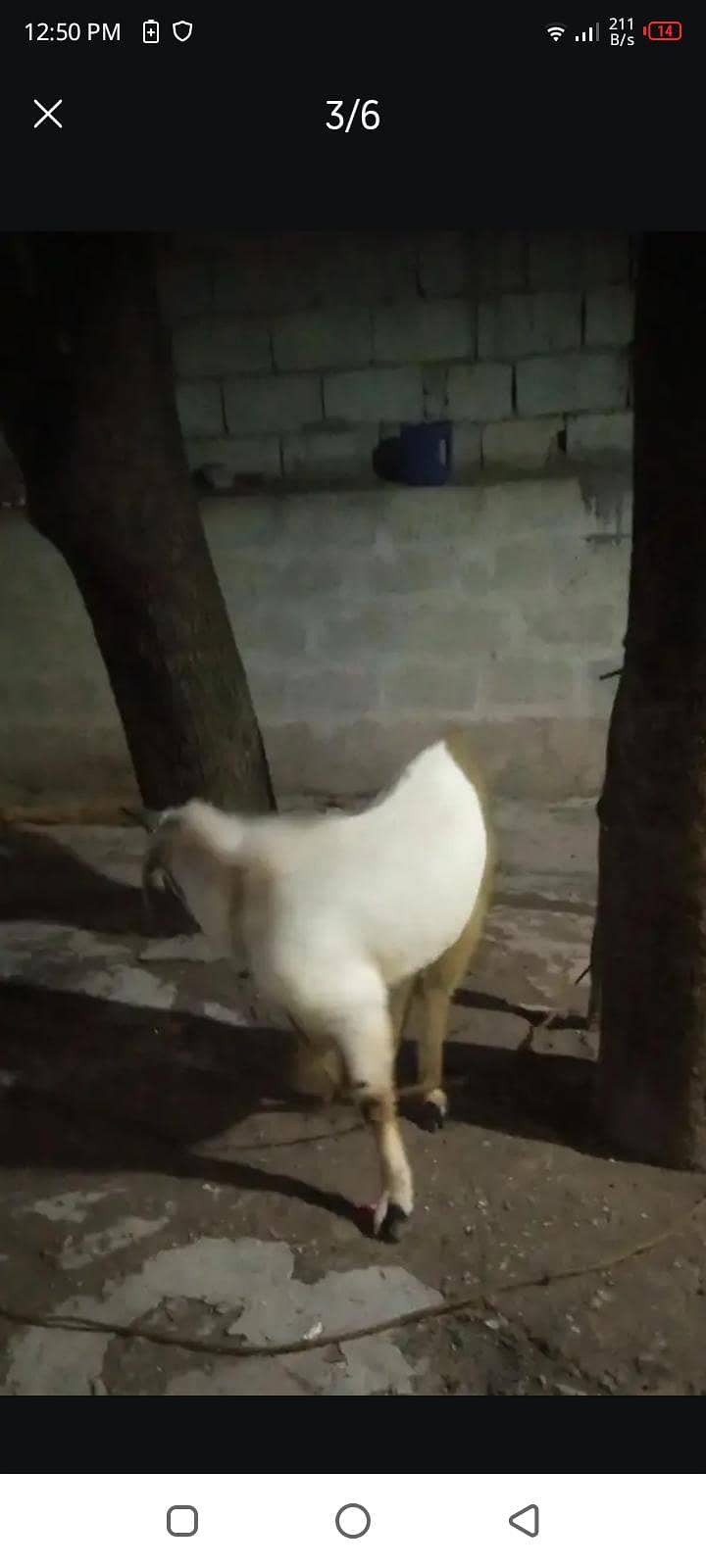 Male and Female - Goats - 1110071951