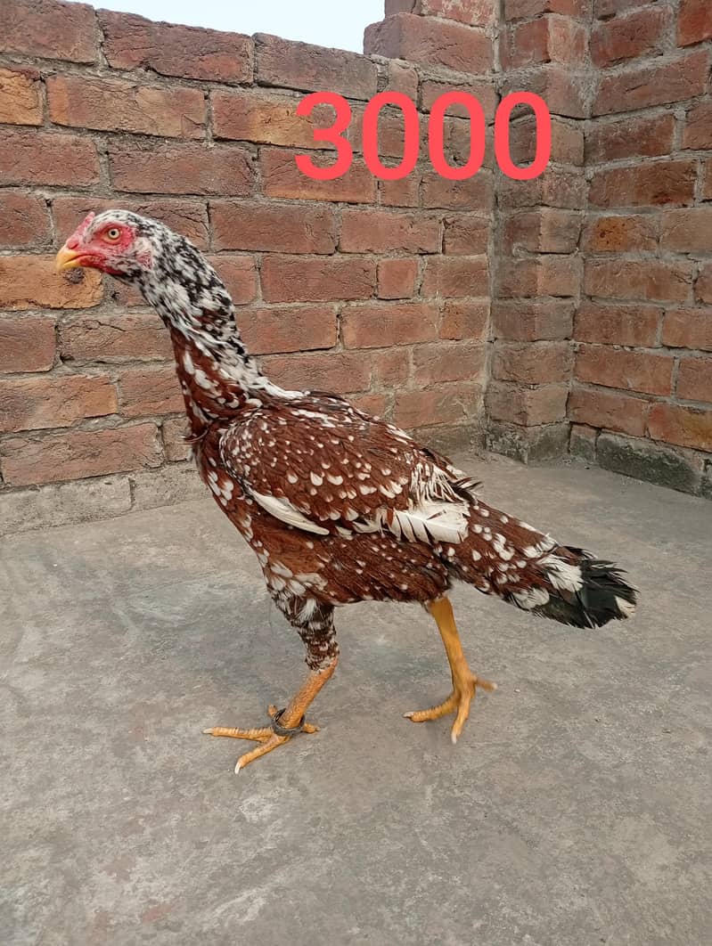 Murga - Hens - 1110357157