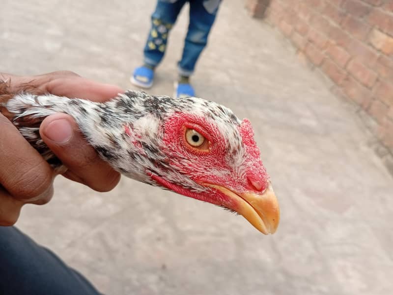 Murga - Hens - 1110357157