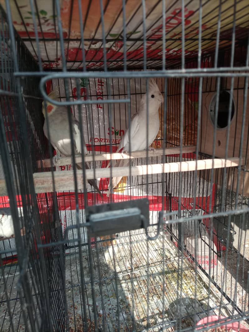 Cockatiel Breeding pair or best healthy pair available - Parrots ...