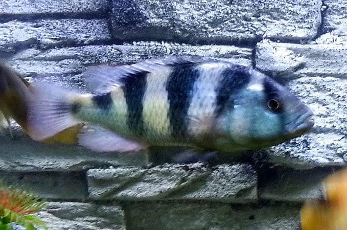 crimson tide, goldfish, colour tetras, rainbow cichlids, flower horns ...