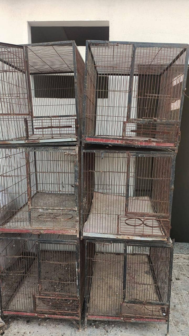 Aseel cage iron - Hens - 1110360443