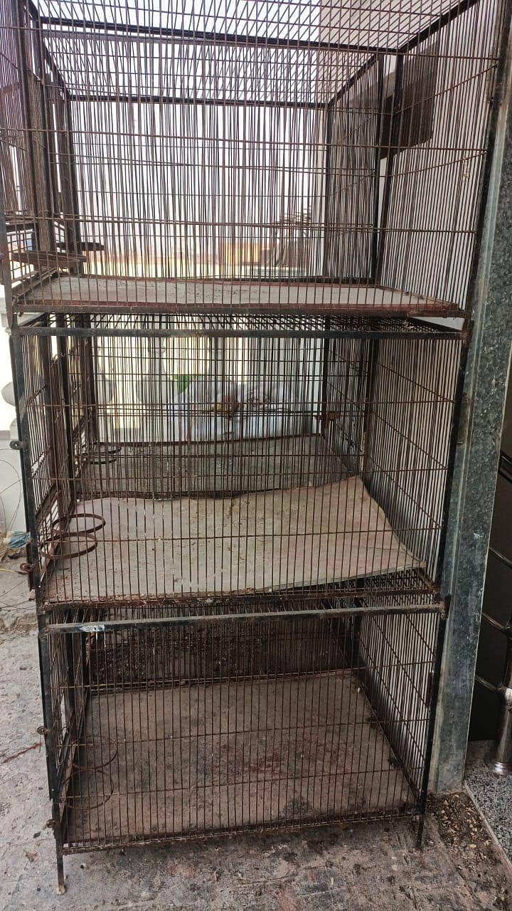 Aseel cage iron - Hens - 1110360443