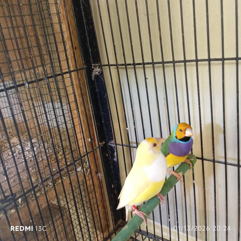 gouldian red eyes female with split red eyes male available pair sale ...