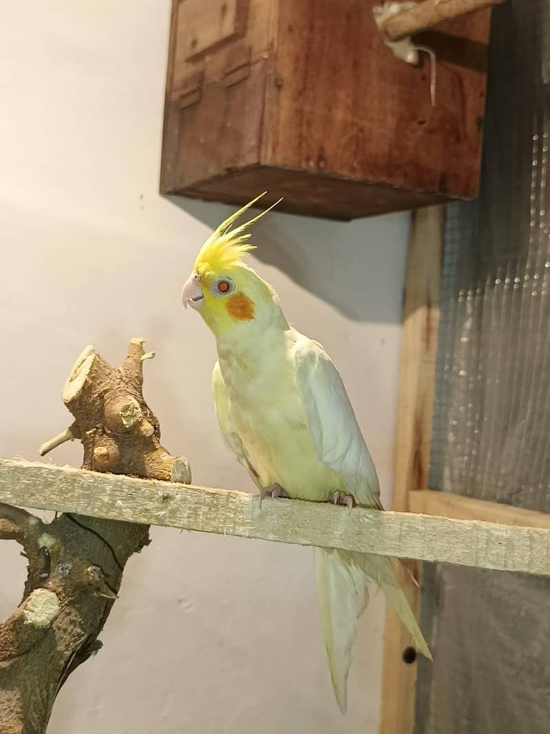 goldian finch breeder pair and euro banglai - Finches - 1110114156