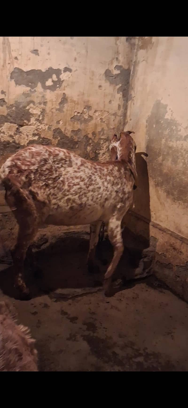 Healthy Goat with 2 Kids - Goats - 1110370986