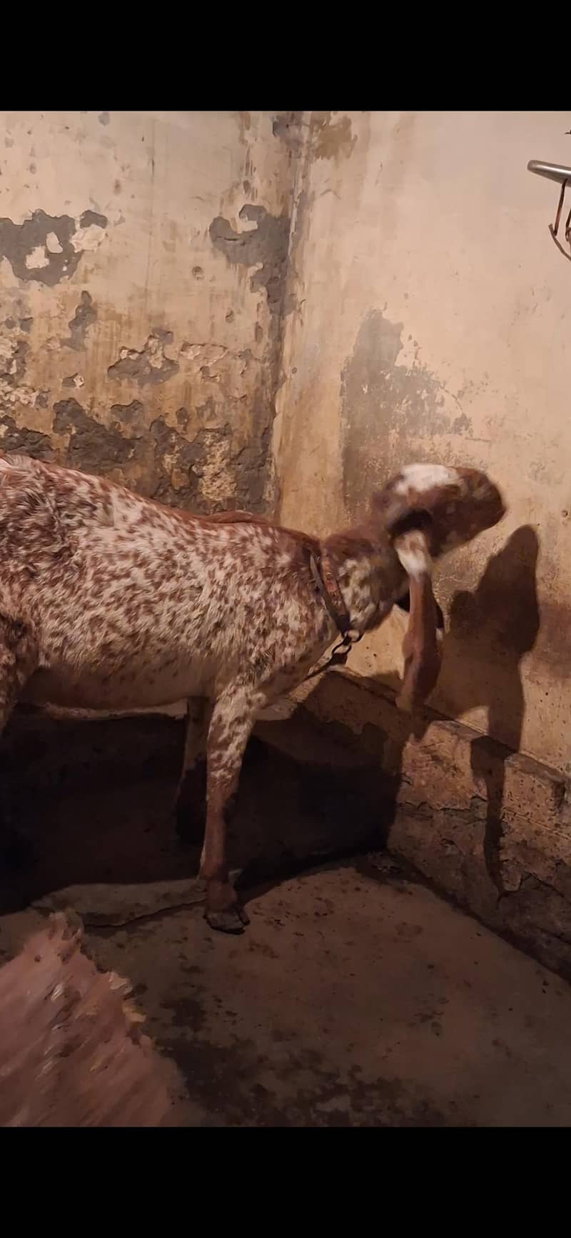 Healthy Goat with 2 Kids - Goats - 1110370986