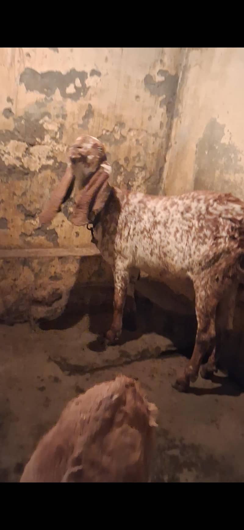 Healthy Goat with 2 Kids - Goats - 1110370986