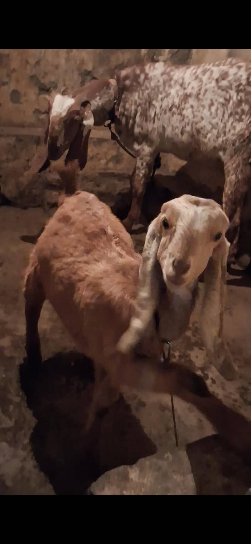 Healthy Goat with 2 Kids - Goats - 1110370986