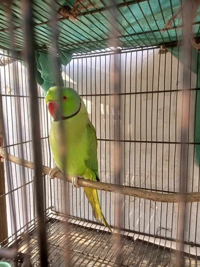 ringneck - Parrots - 1110374284