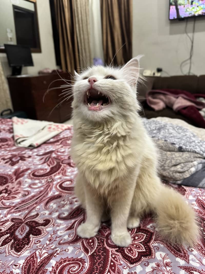 Persian cat for sale with odd eyes - Cats - 1110374837