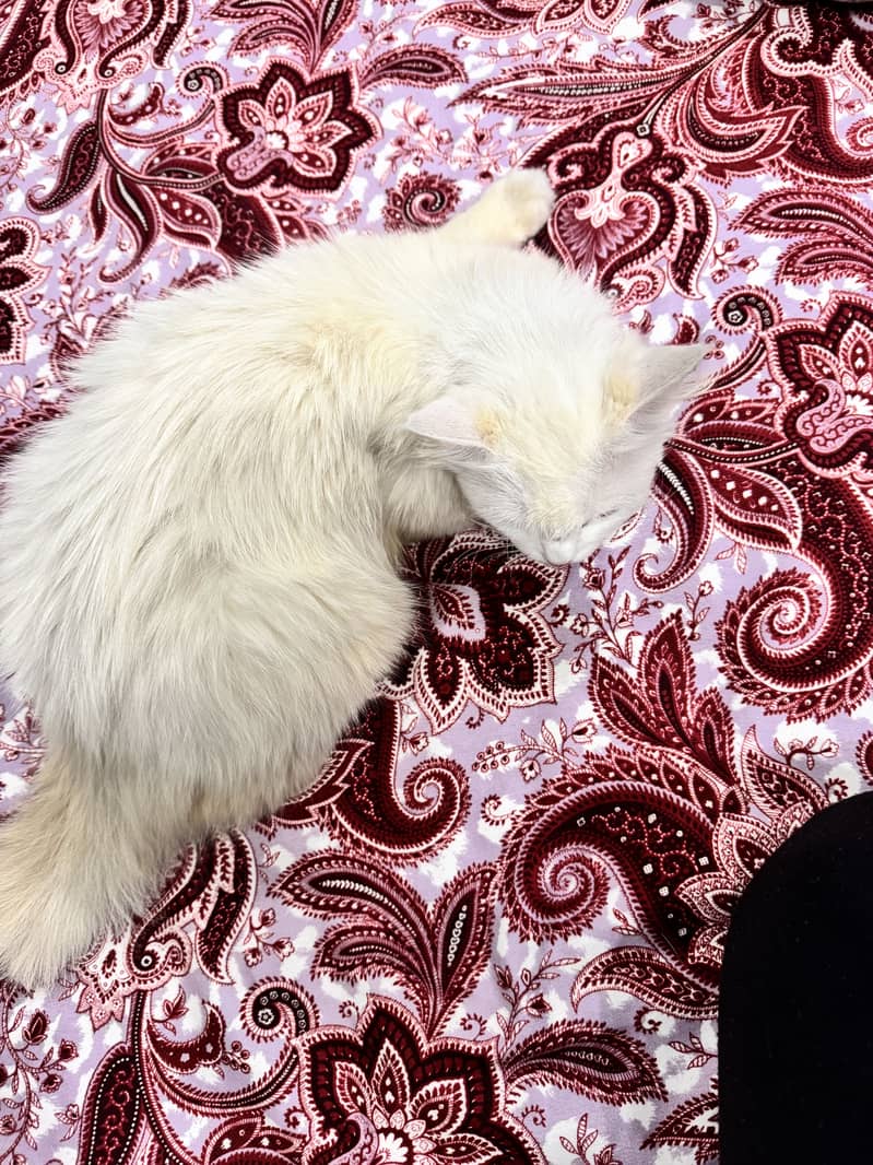 Persian cat for sale with odd eyes - Cats - 1110374837