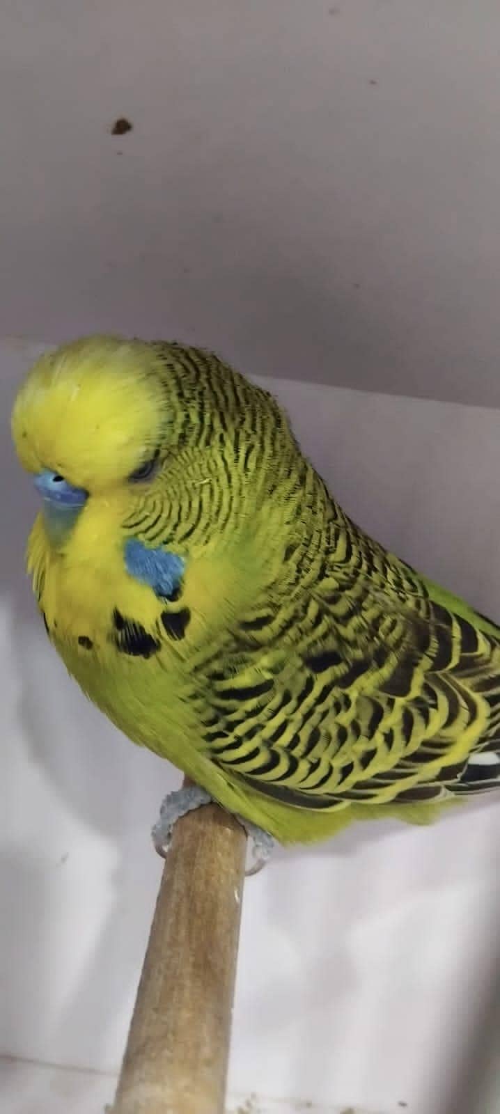 Top Quality Exhibition male - Parrots - 1110376875