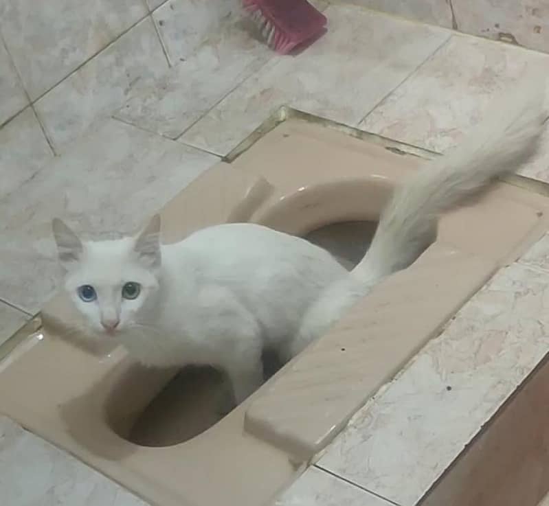 Cat blue and black eye - Cats - 1110378245