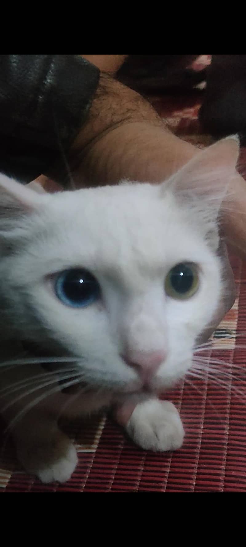 Cat blue and black eye - Cats - 1110378245