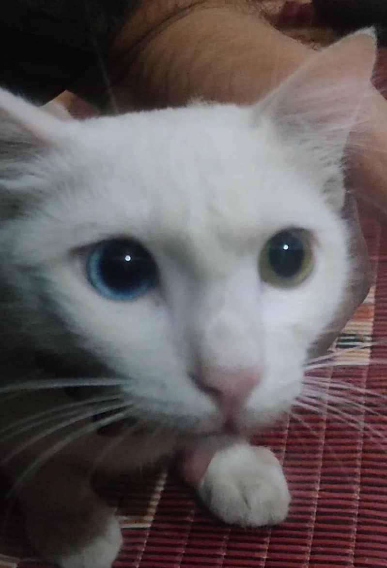 Cat blue and black eye - Cats - 1110378245