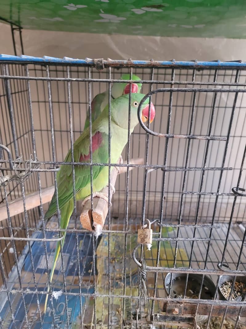 pahari breeder pair - Parrots - 1110382241