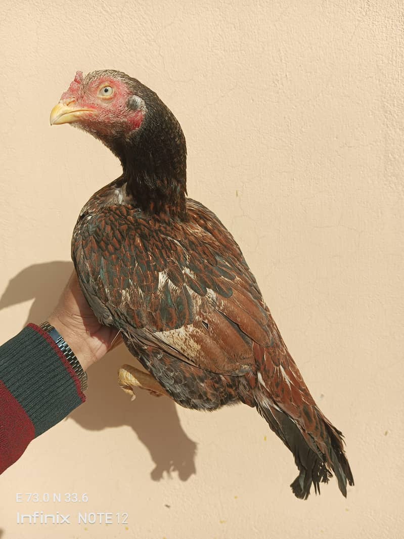 amrohi maadi - Hens - 1110349546