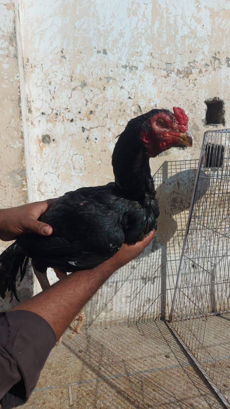 Wooden Pallets For Goat Farming + Aseel 2 Murgiya 1 Murga For Sale ...