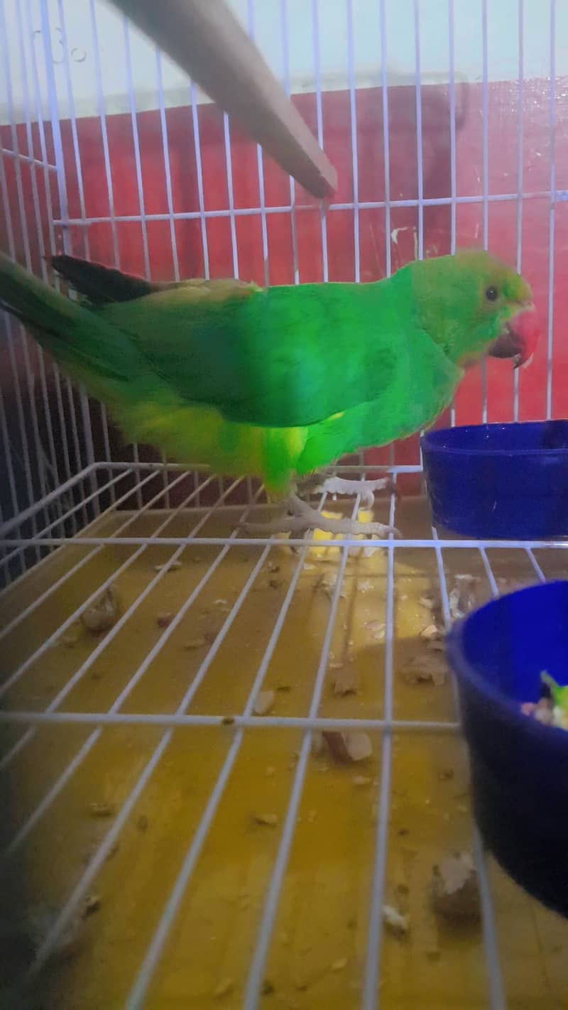 Green parrot for Sale nail tail fly okk 10/10 - Parrots - 1110384794