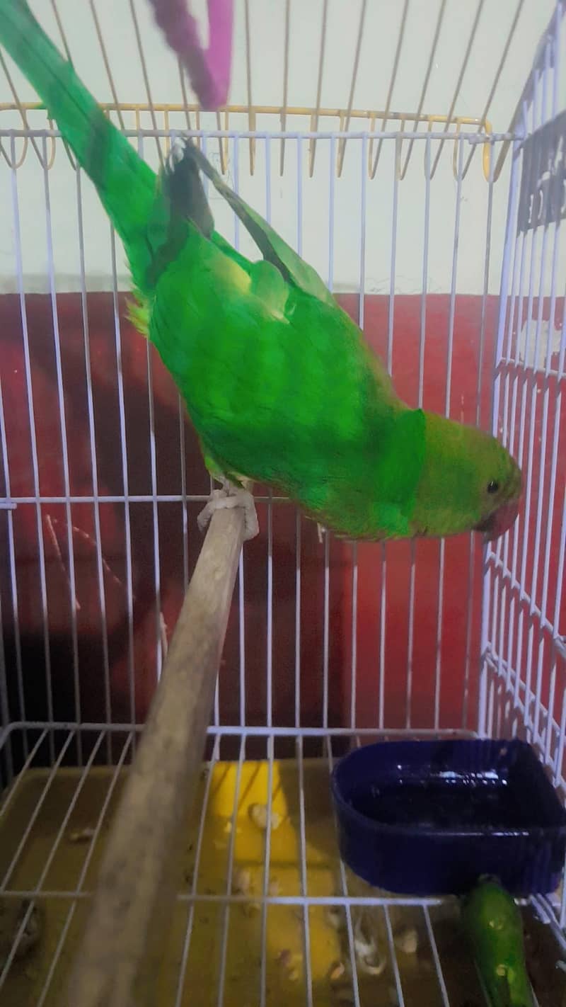 Green parrot for Sale nail tail fly okk 10/10 - Parrots - 1110384794