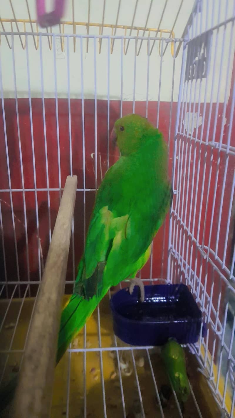 Green parrot for Sale nail tail fly okk 10/10 - Parrots - 1110384794