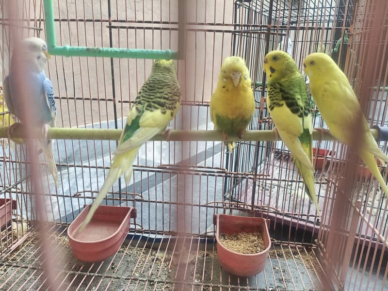 Cocktail Australian Love bird - Parrots - 1110386807