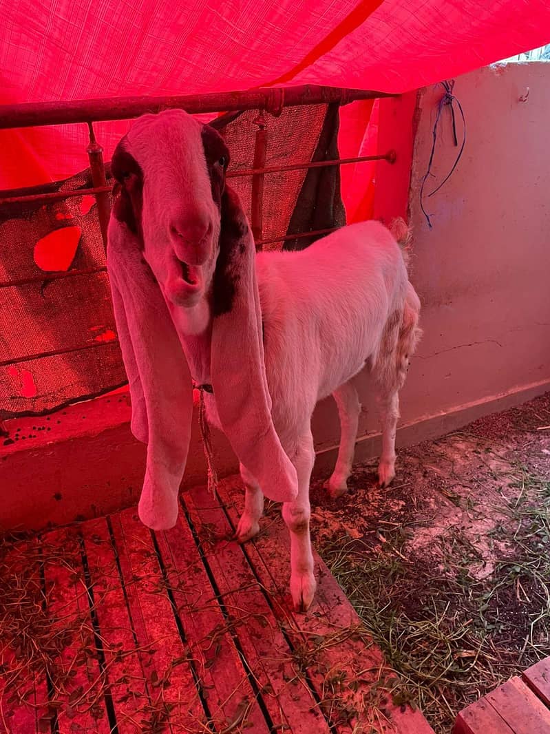 gulabi bakri and brown Bakra for sale - Goats - 1110387916