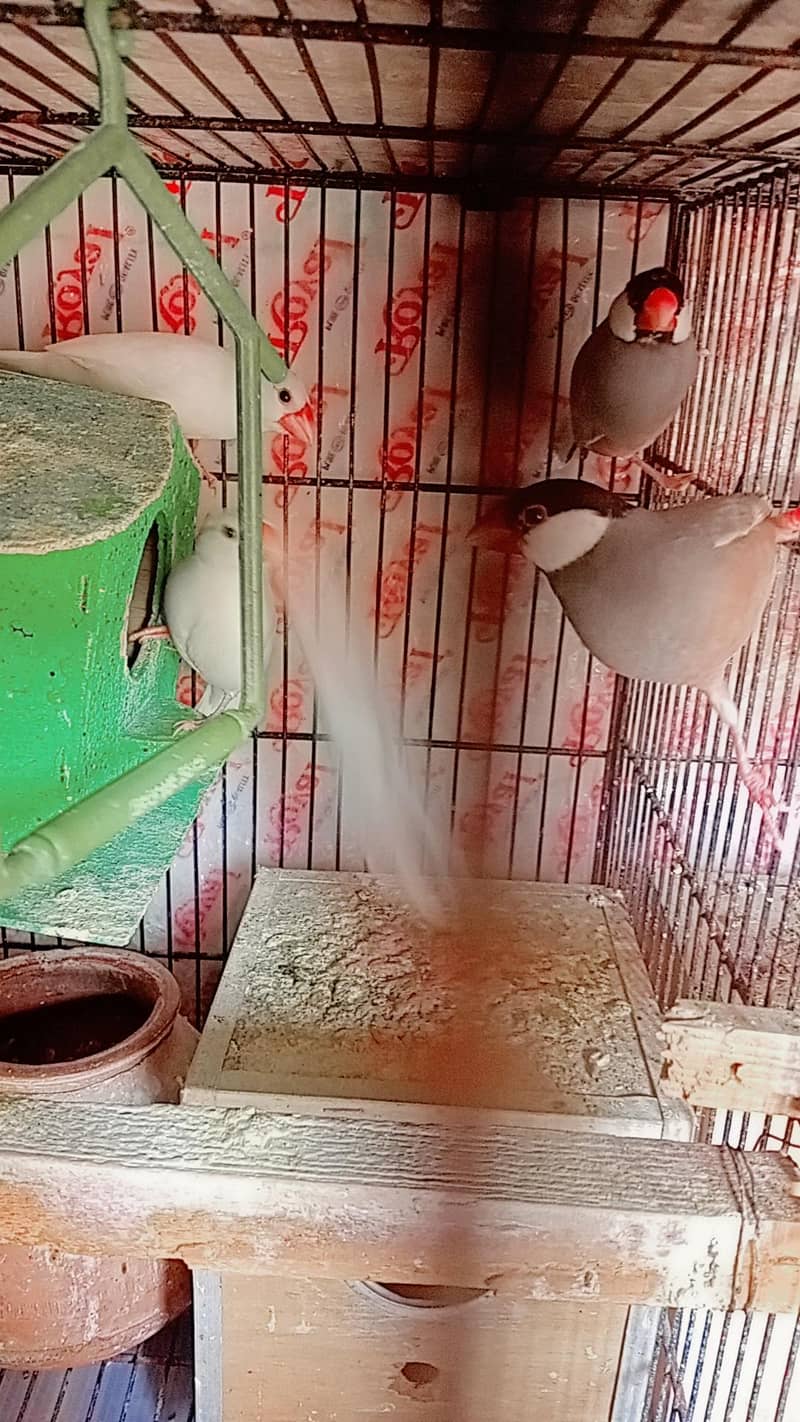 jawa breeder pair available active and healthy - Finches - 1110388734