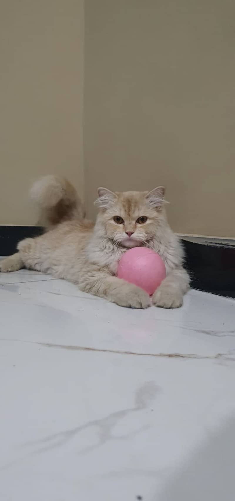 Persian male - Cats - 1110389035