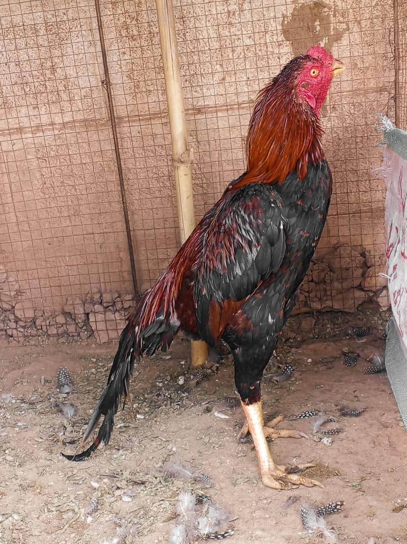 rampuri croos bread - Hens - 1110389561