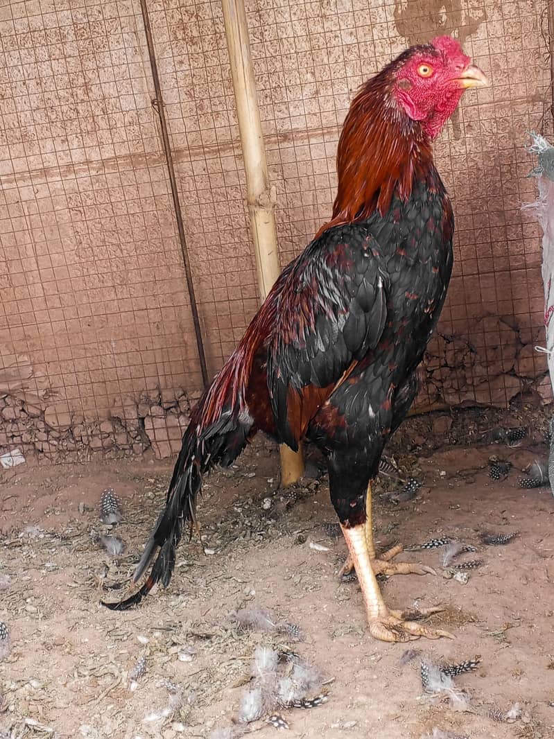 rampuri croos bread - Hens - 1110389561