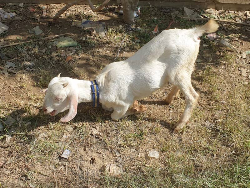 Taddy bakra pair - Goats - 1110392950