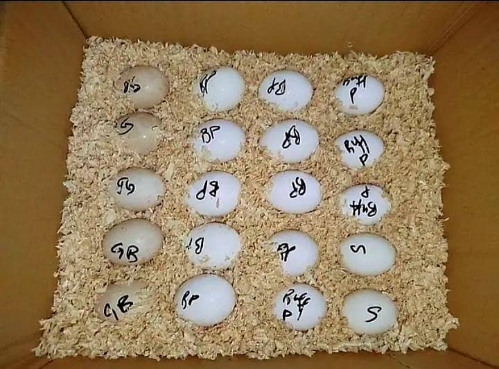 fresh eggs hain murgy ka pictures attached hain - Part Time Jobs ...