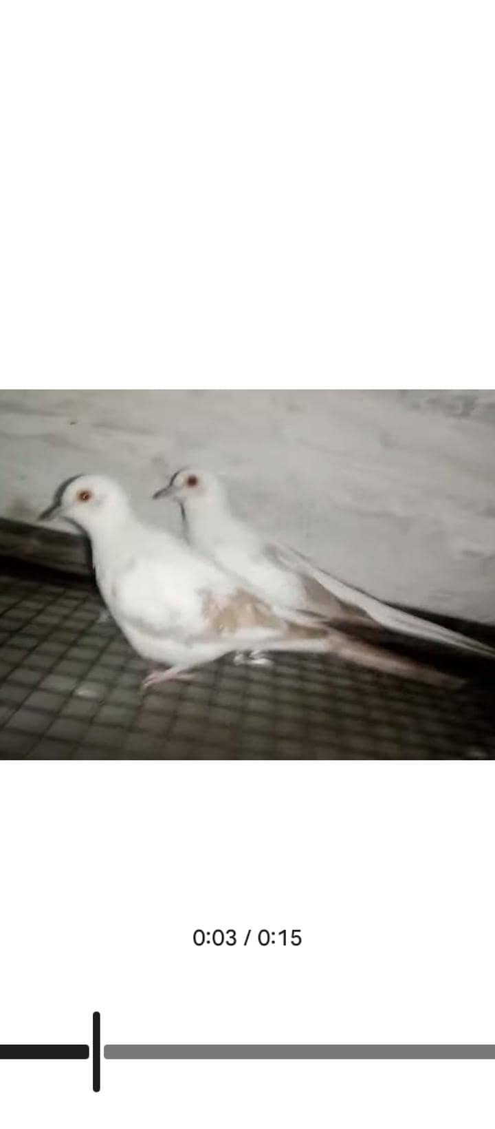 fawn java pair and red pied dove pair 03224964486 - Finches - 1110397640