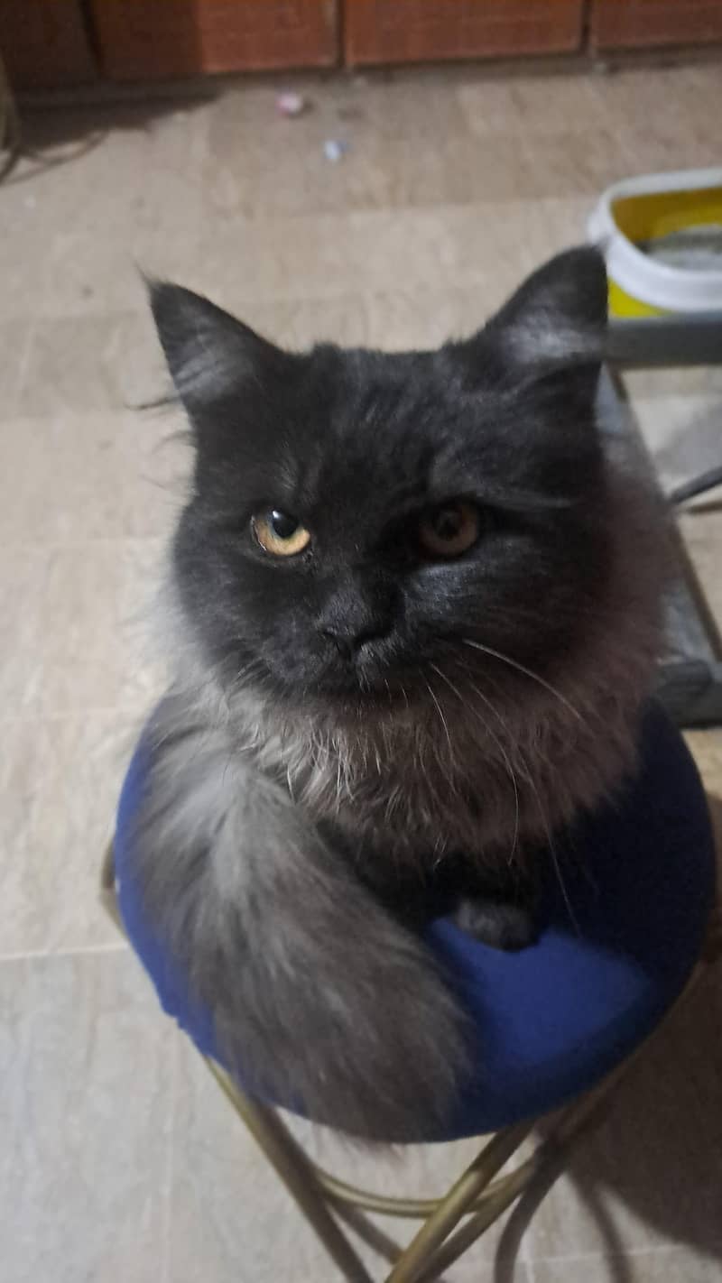 PERSIAN MALE - Cats - 1110399235