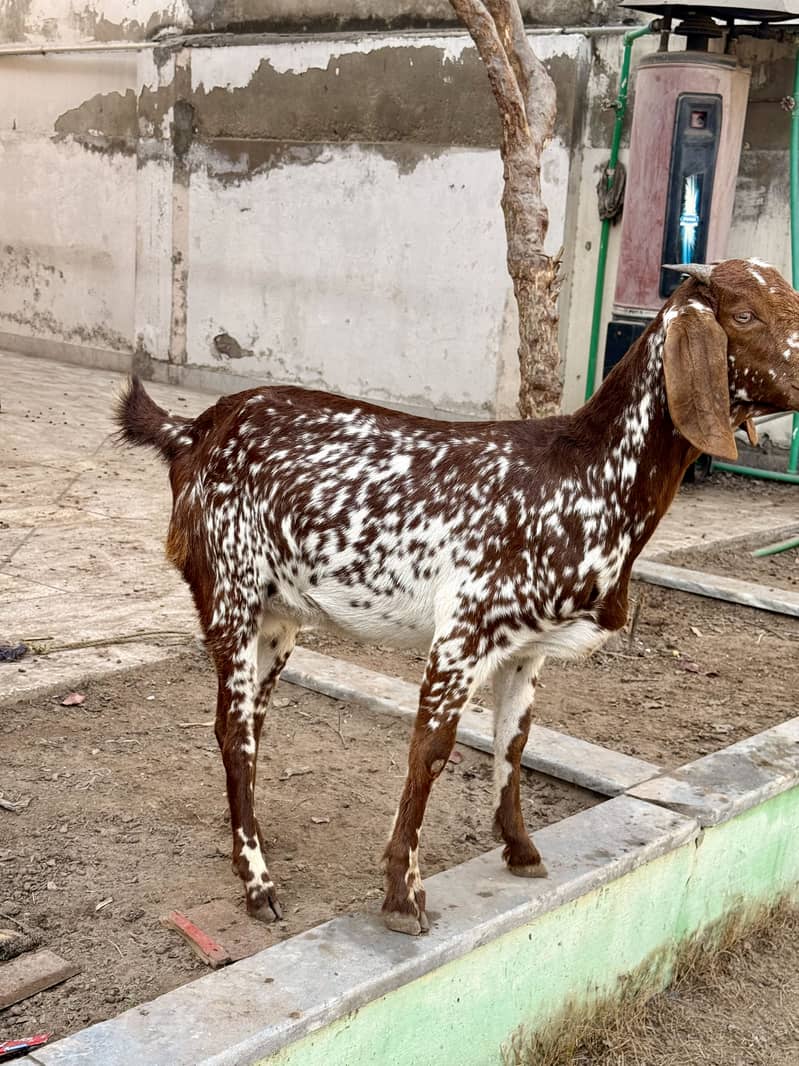 Pregnant desi makhi cheni - Goats - 1110399763