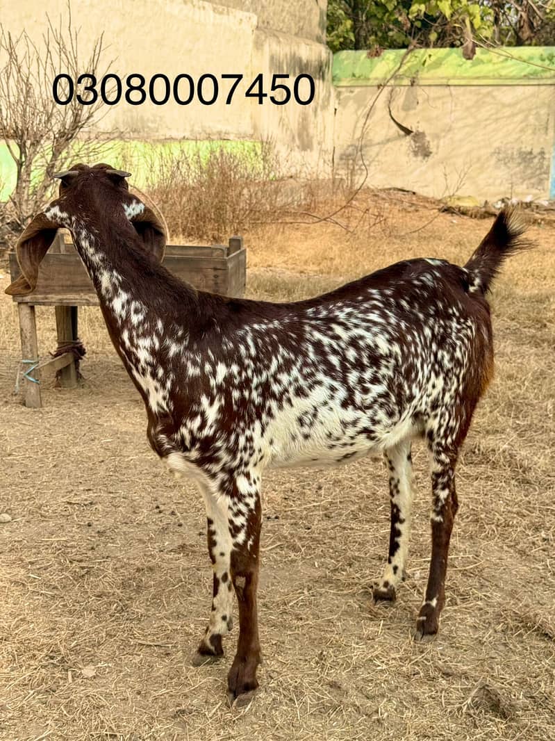Pregnent desi bakri makhi chini - Goats - 1110399832