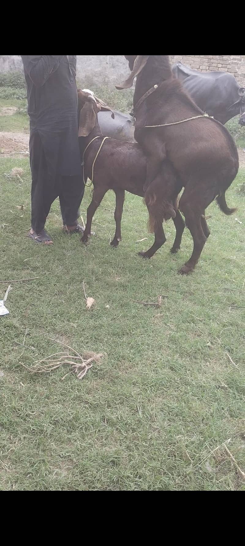 bakri Farah cars - Goats - 1110404278