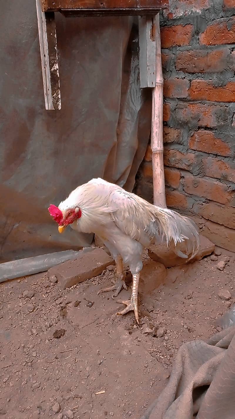 Different prices - Hens - 1110404675