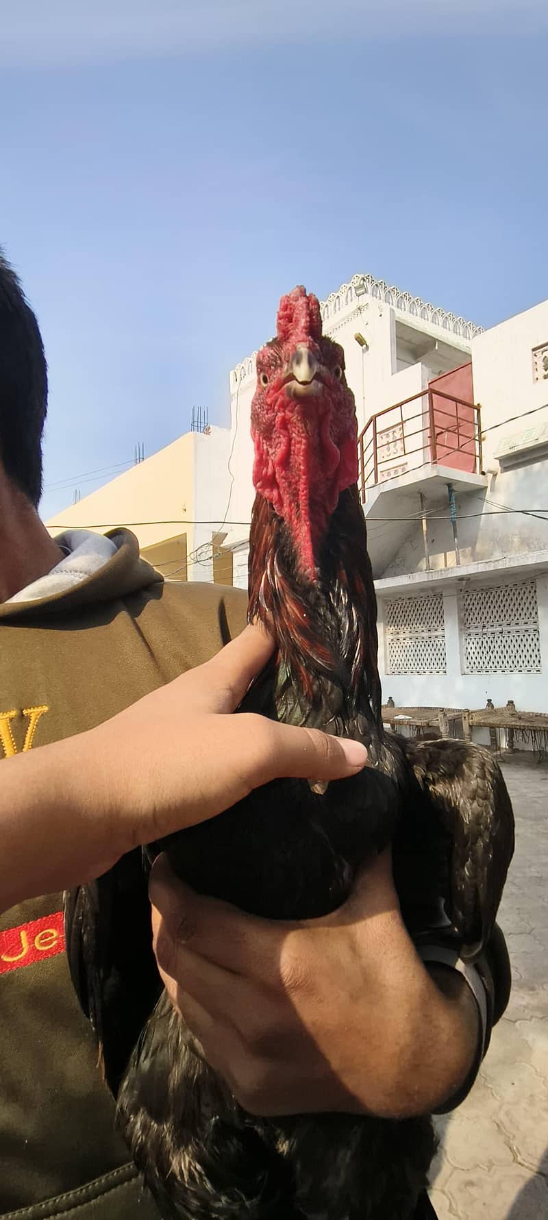 Top Bloodline Aseel Sindh Breeder | Heavy Bone Structure | Available ...