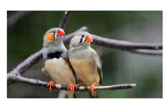 Finches for sale 0/3/1/0/7/6/1/6/7/2/0 - Finches - 1110407807