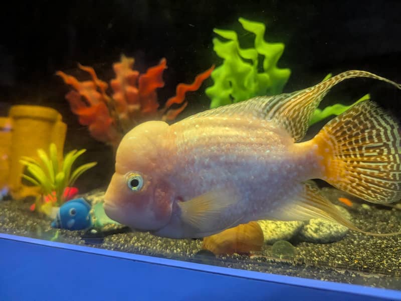 flowerhorns male - Fish - 1109146507