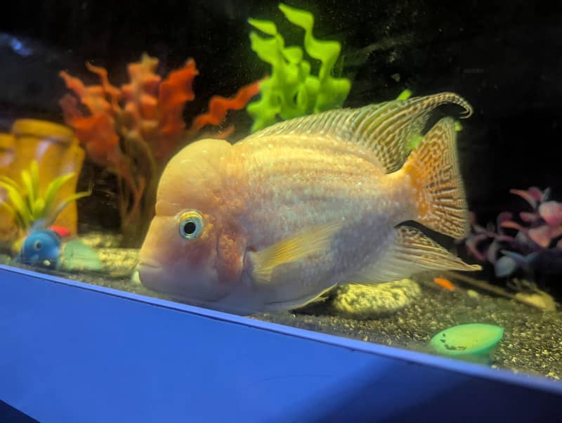 flowerhorns male - Fish - 1109146507