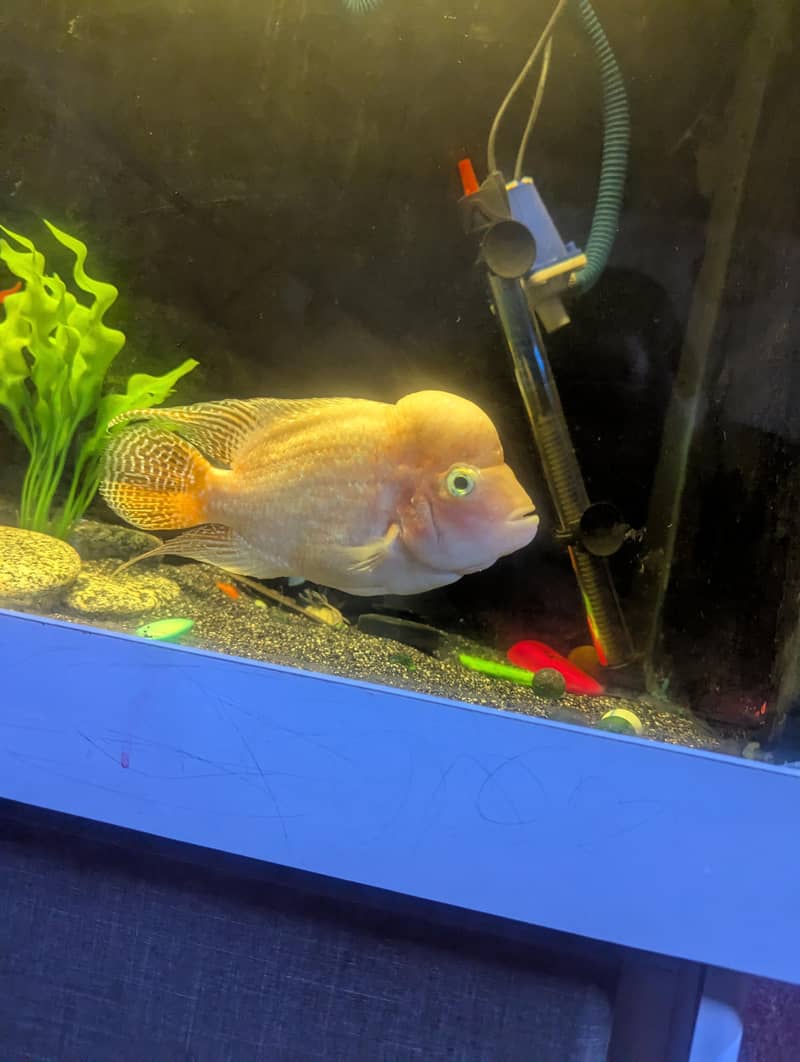 flowerhorns male - Fish - 1109146507