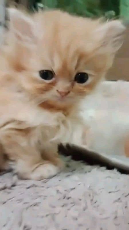 top quality pairsian male female kitten for sale - Cats - 1110410131