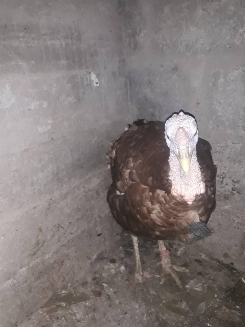 Turkey male female - Hens - 1110412042
