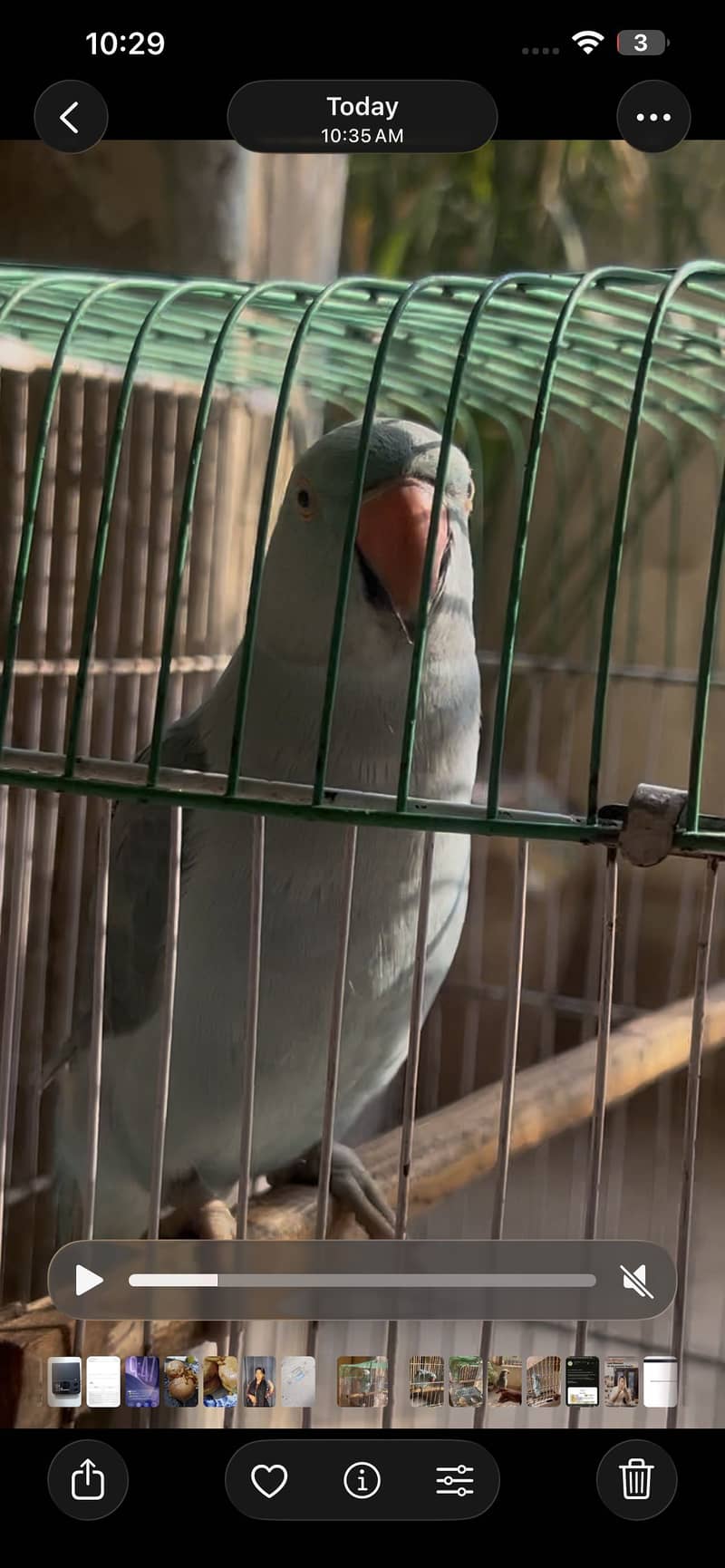 Blue Ringneck - Hand Tame - 1.5 year - Parrots - 1110412560